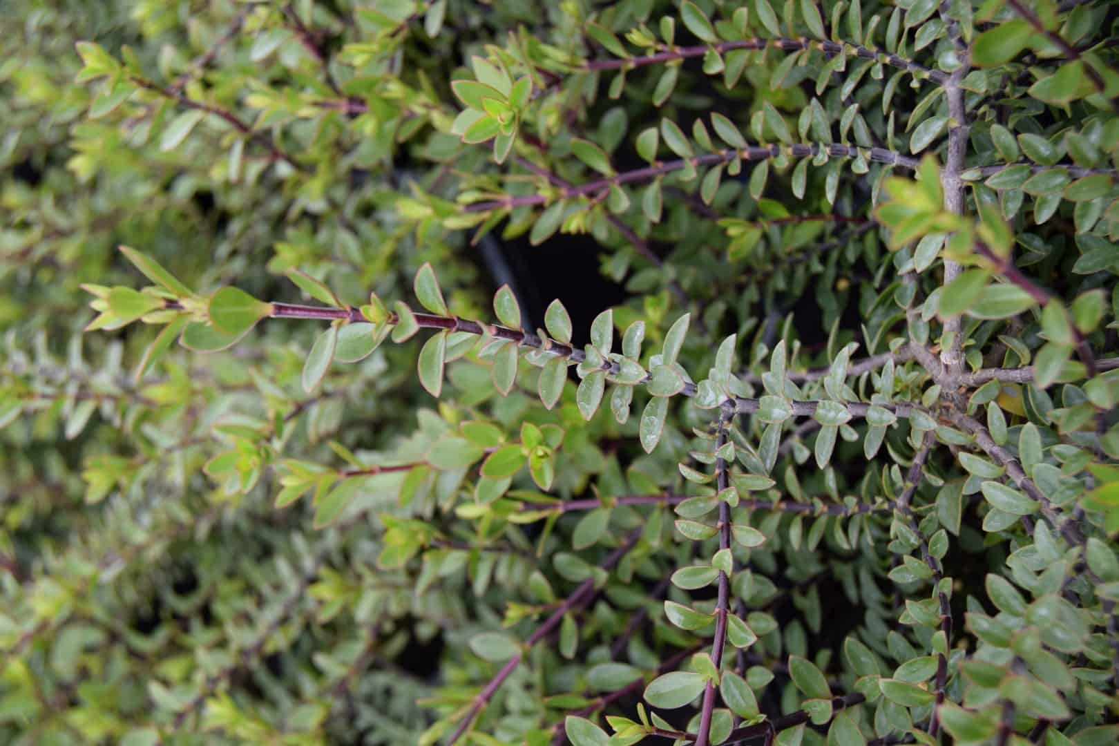 Hebe 'Youngii' | Palmstead